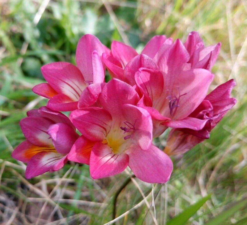 Pink Freesia Flowers
