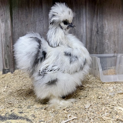 PURE Silkie Hatching Eggs (6+) | eBay