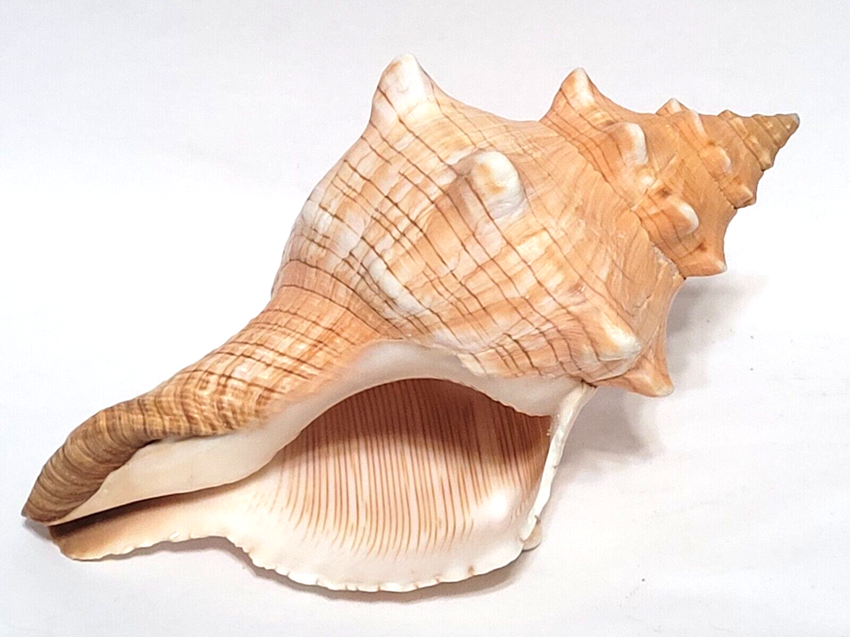 Striped Fox Conch Shell 6” Pleuroploca trapezium | eBay