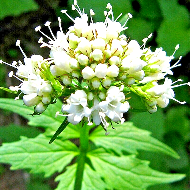 200+ VALERIAN OFFICINALIS SEEDS 🌿 FRAGRANT HERB | PERENNIAL NON-GMO ...