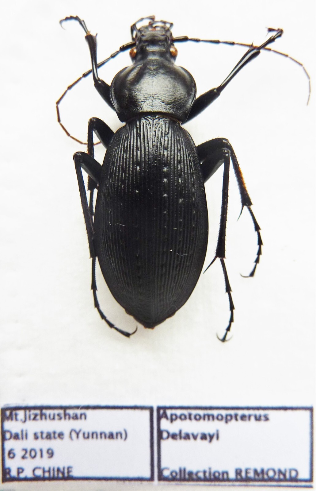 Carabus apotomopterus delavayi (female A1) from CHINA (Carabidae) | eBay