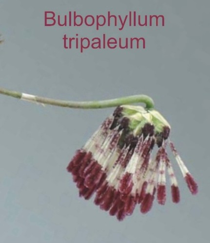 Bulbophyllum tripaleum Bloom size | eBay