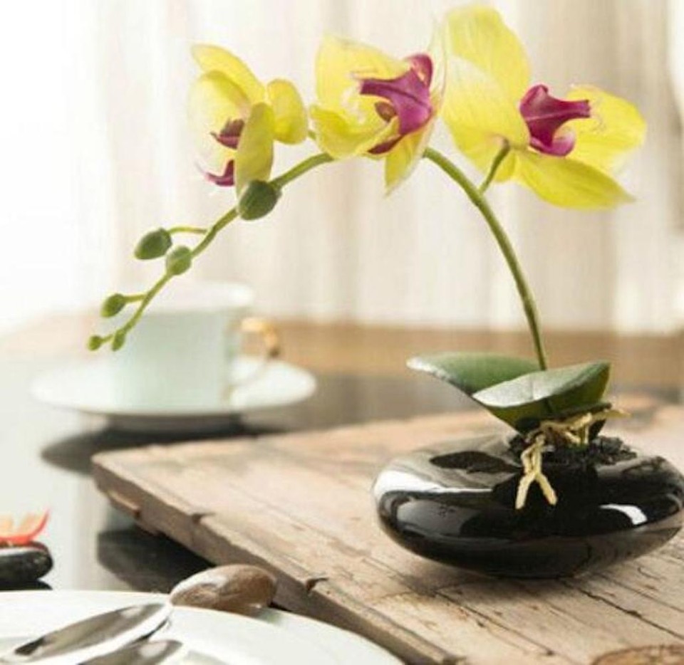 20 EXOTIC RARE ORCHID SEEDS for garden flower house plant bush USA ...