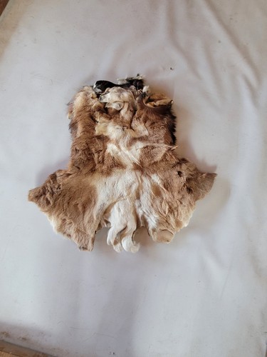 Tanned Montana buck Antelope Cape Taxidermy fur skin hide #10 | eBay