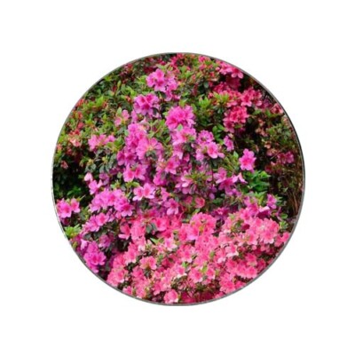 Azaleas 13th Green The Masters Augusta Golf Club Golf Ball Marker US ...