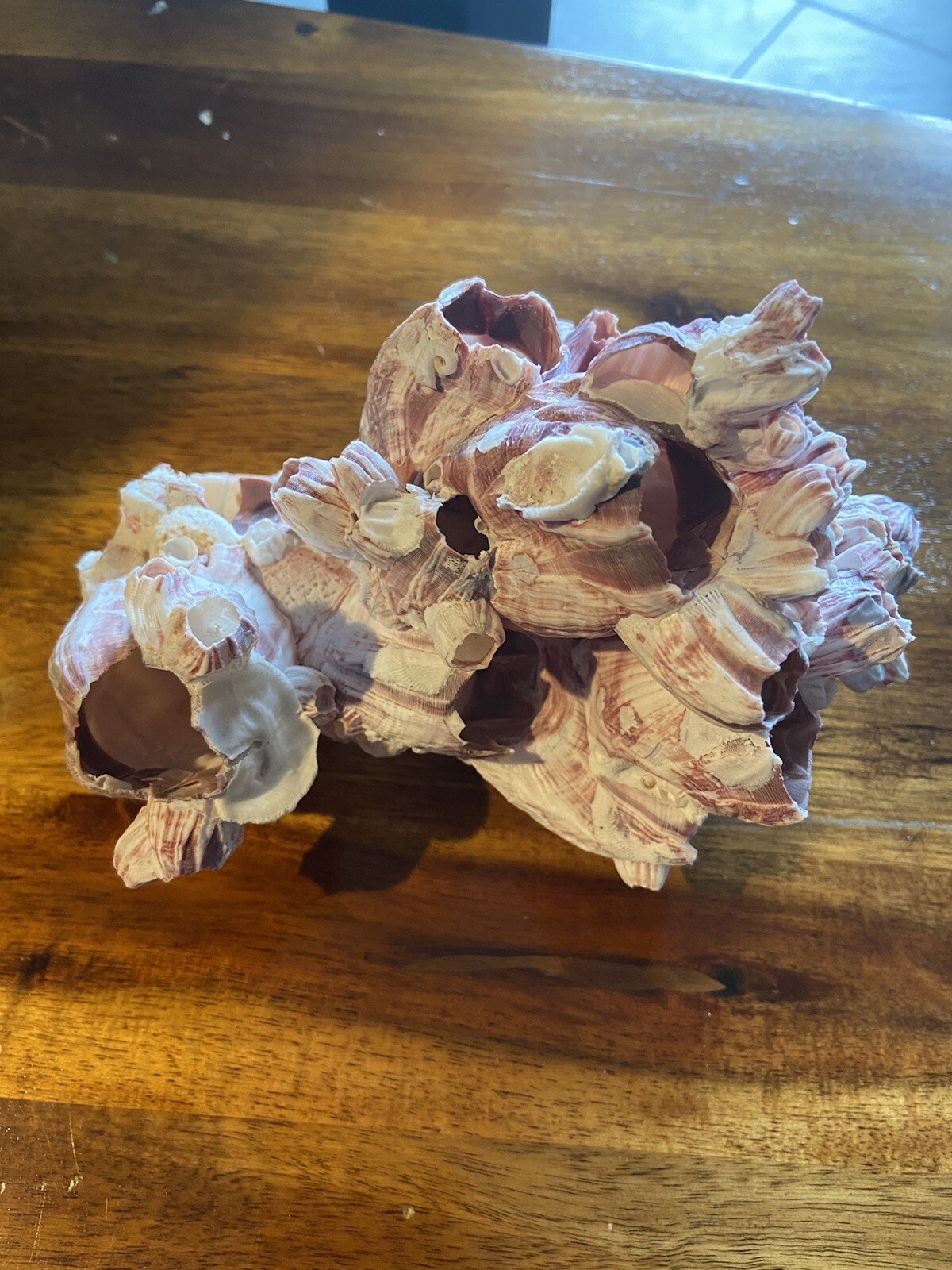 Natural Purple Pink Large Barnacle Cluster Ocean Aquarium Sea Shell ...