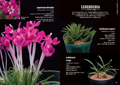 Cape Bulb Encyclopedia 230 Species South African Native Bulbous Plants ...
