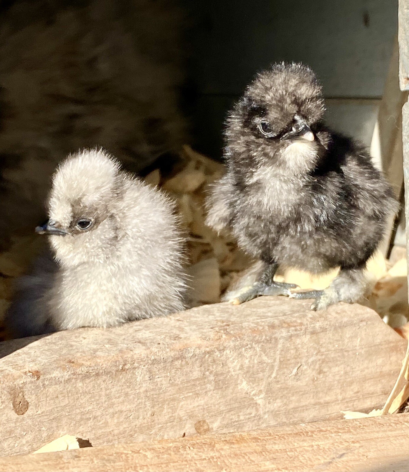 6 Bearded & Crested Select Show Quality Fertile Silkie chicken hatching ...
