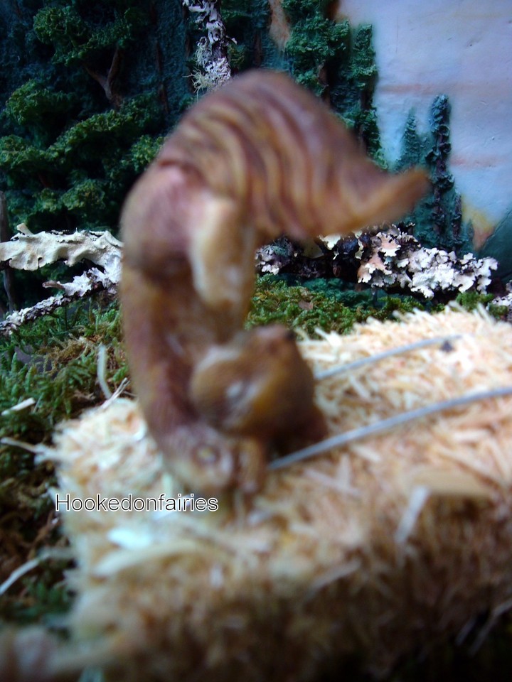 Miniature Playing Squirrels Set of 3 Assorted for Fairy Garden MG 177 ...