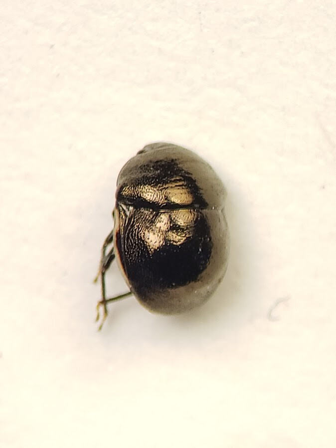 Stink Bug Specimens - Insect Collection Pentatomidae Cydnidae ...