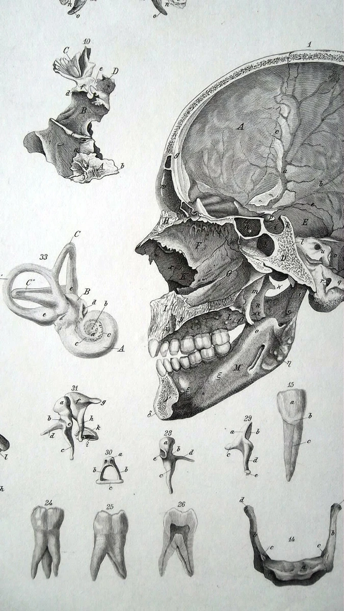 Teeth Inside Skull Art