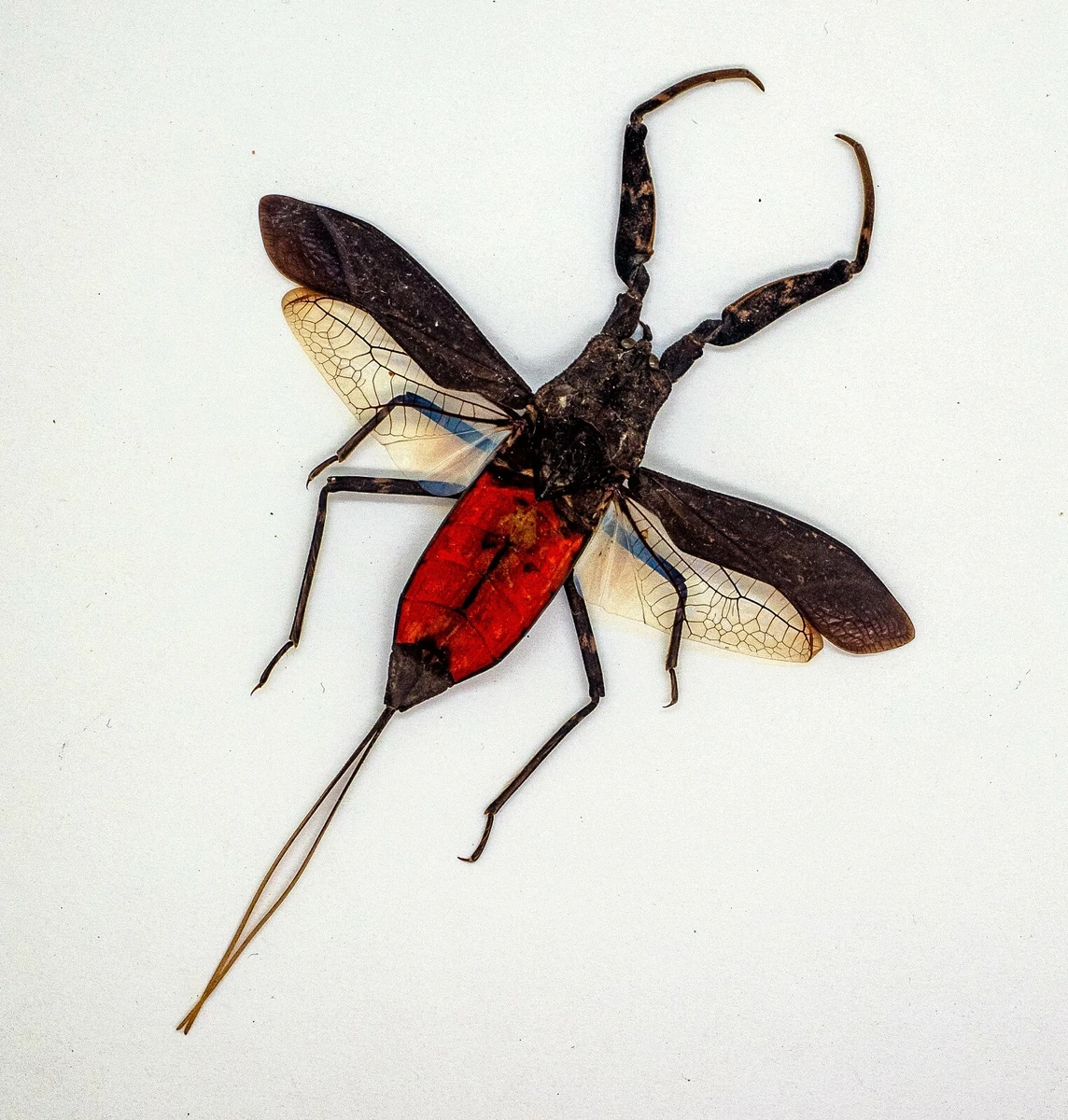 Nepidae Water Scorpion