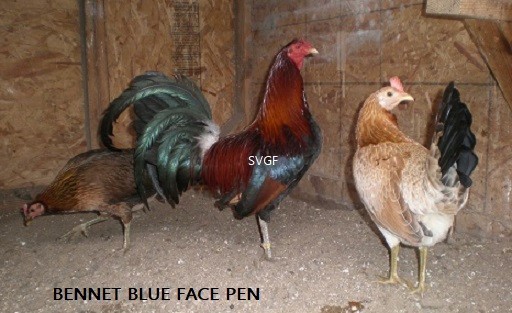 6+ Blue face Hatch, american gamefowl, poultry chicken, hatching eggs ...