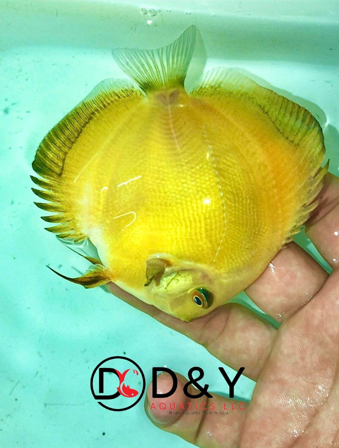 X1 Live Discus Fish - Yellow Melon Discus - Boby Size 2.8-3.2in USA ...