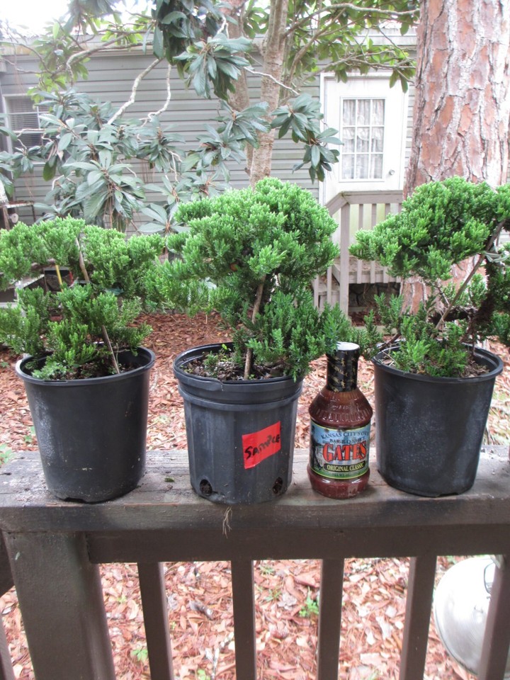 ON SALE!!! SHORT Japanese Juniper Pre Bonsai Tree Juniper STAKED | eBay