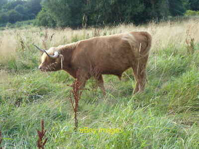 Photo 12x8 Highland cattle next to the River Medway Teston This bull ...