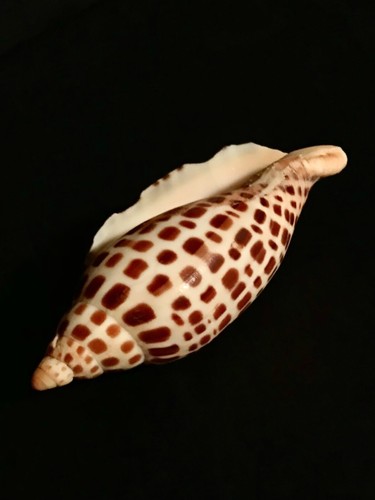 BEAUTIFUL 4+ INCH SCAPHELLA JUNONIA SHELL 107 MM, JUNONIA JUNO VOLUTE ...