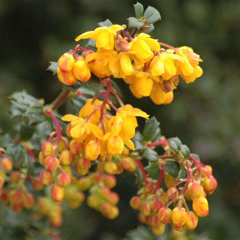 Berberis Nana Japanese Barberry Compact Hardy Evergreen Bushy Flowering ...