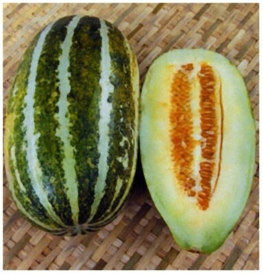 20+ Thai Melon Seeds | Vietnam Dua Gang Seed Musk Melon Long Muskmelon ...