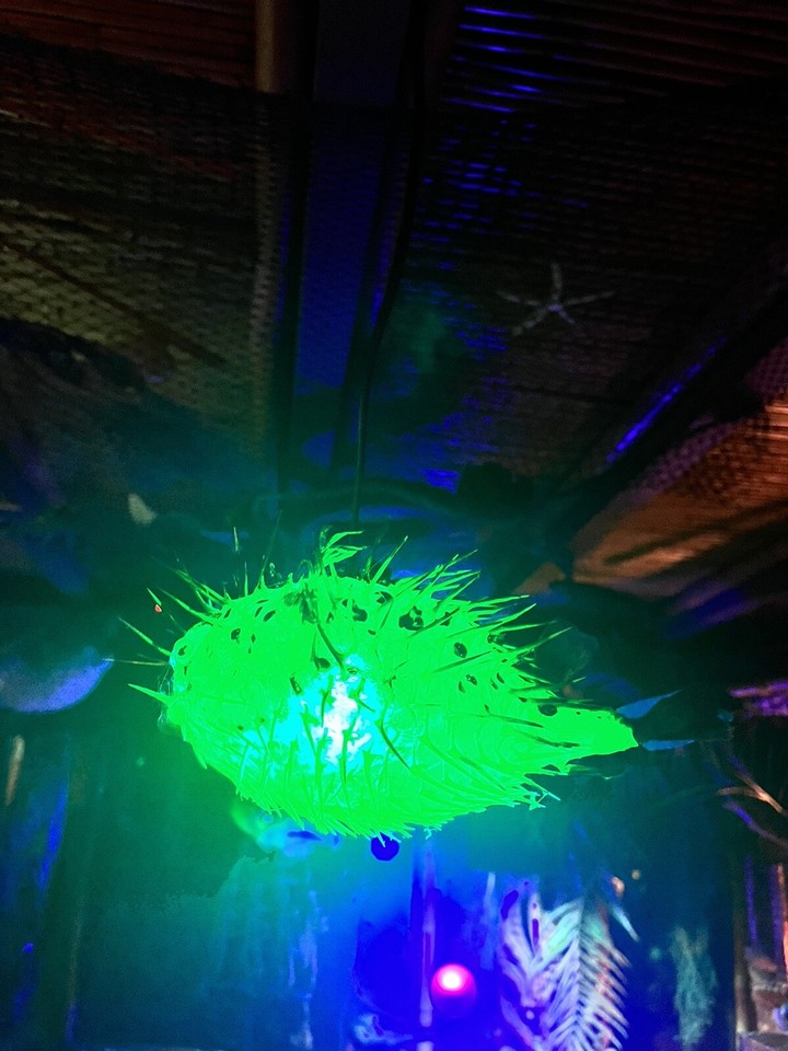 NEW 10” Puffer Fish Lamp w/green LED Tiki bar Smokin Tikis | eBay