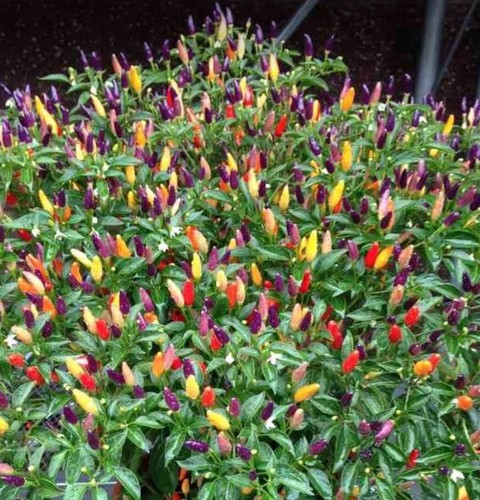 50+ SEEDS Five Color Chili Pepper- Rainbow Chili . FREE Green Eggplant ...
