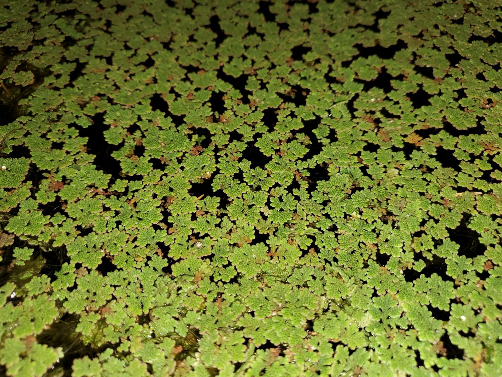 1 Cup Azolla (duckweed fern, fairy moss) For KOI pond | eBay