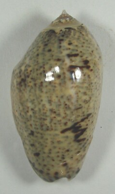 OLIVA INCRASSATA 61.03mm SUPER CHOICE SPECIMEN El Golfo de Santa Clara ...