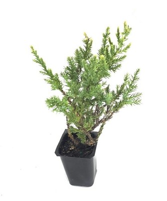 Juniper Kallay | 30 Live 2 Inch Plants | Juniperus sabina | Hardy ...