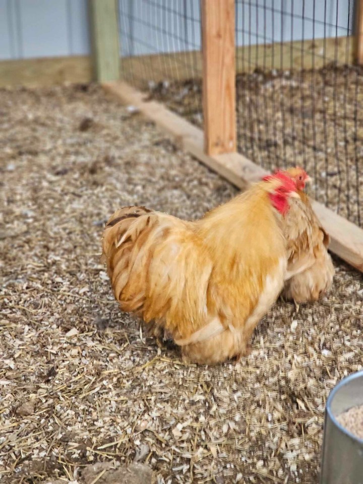 ONE Dozen bantam cochin hatching eggs- Breeder Quality | eBay
