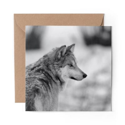 1 x Blank Greeting Card BW - Wild Snow Wolves Wolf Pack Winter #40797 ...