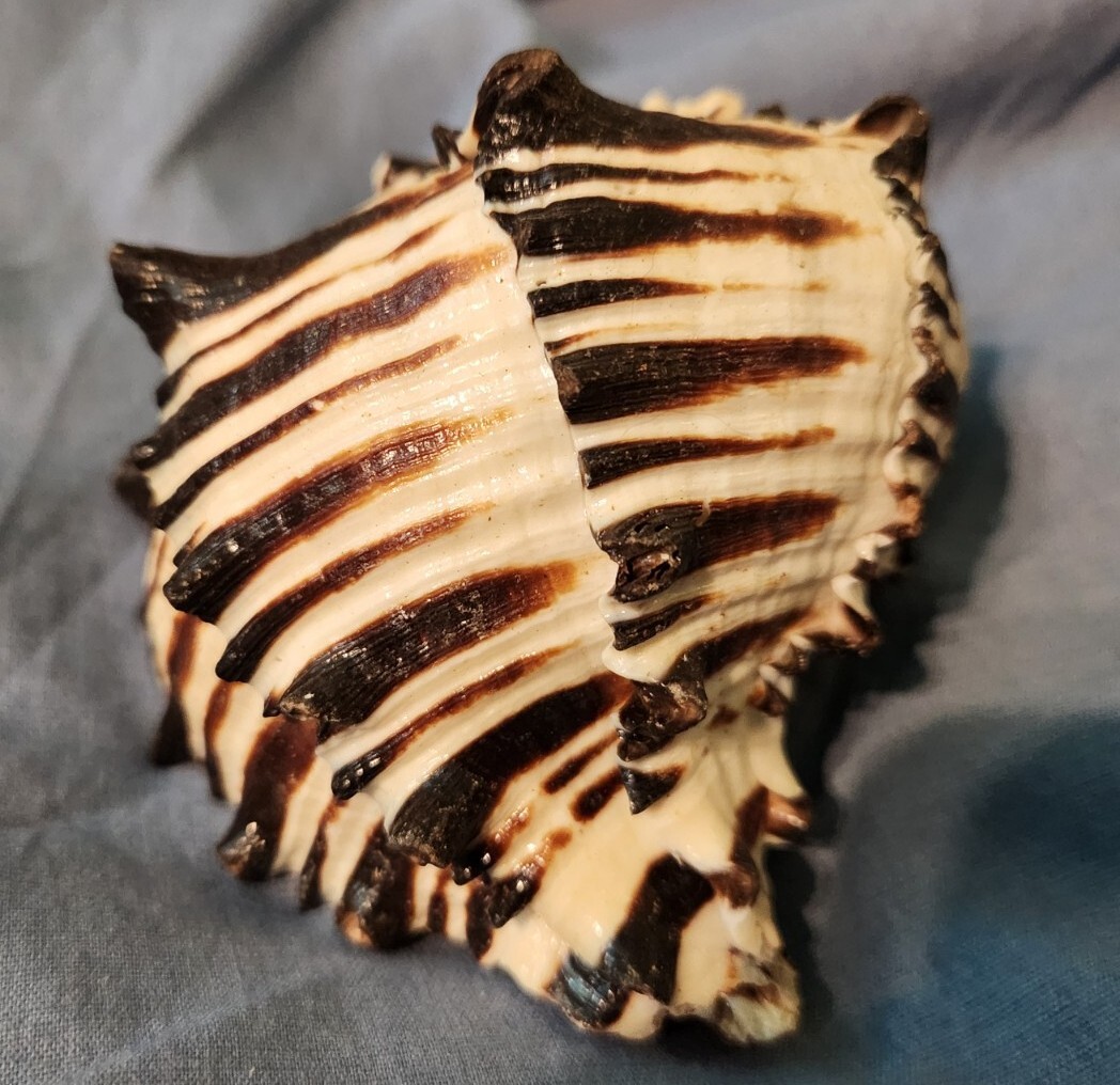 Hexaplex Radix Black Murex Conch Seashell with Spikes 4.25” length 3.5 ...