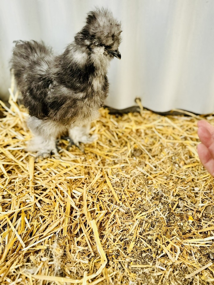 7+ Fertile Silkie Eggs Calico, White, Black, Splash, Paint, Gray ...