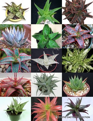 RARE ALOE MIX exotic cultivar good color cacti rare cactus aloes seed ...