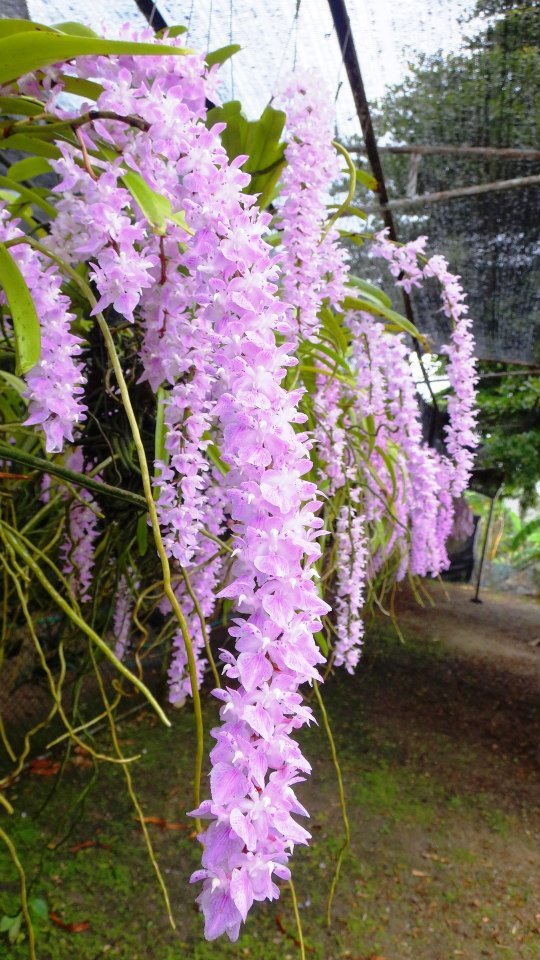 Aerides Rosea Pink Orchid Fragrant Species Plant + PHYTO CERTIFICATE | eBay