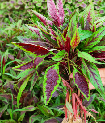 Amaranthus Tricolor Amaranthus Tricolor Fotos Und Bildmaterial In