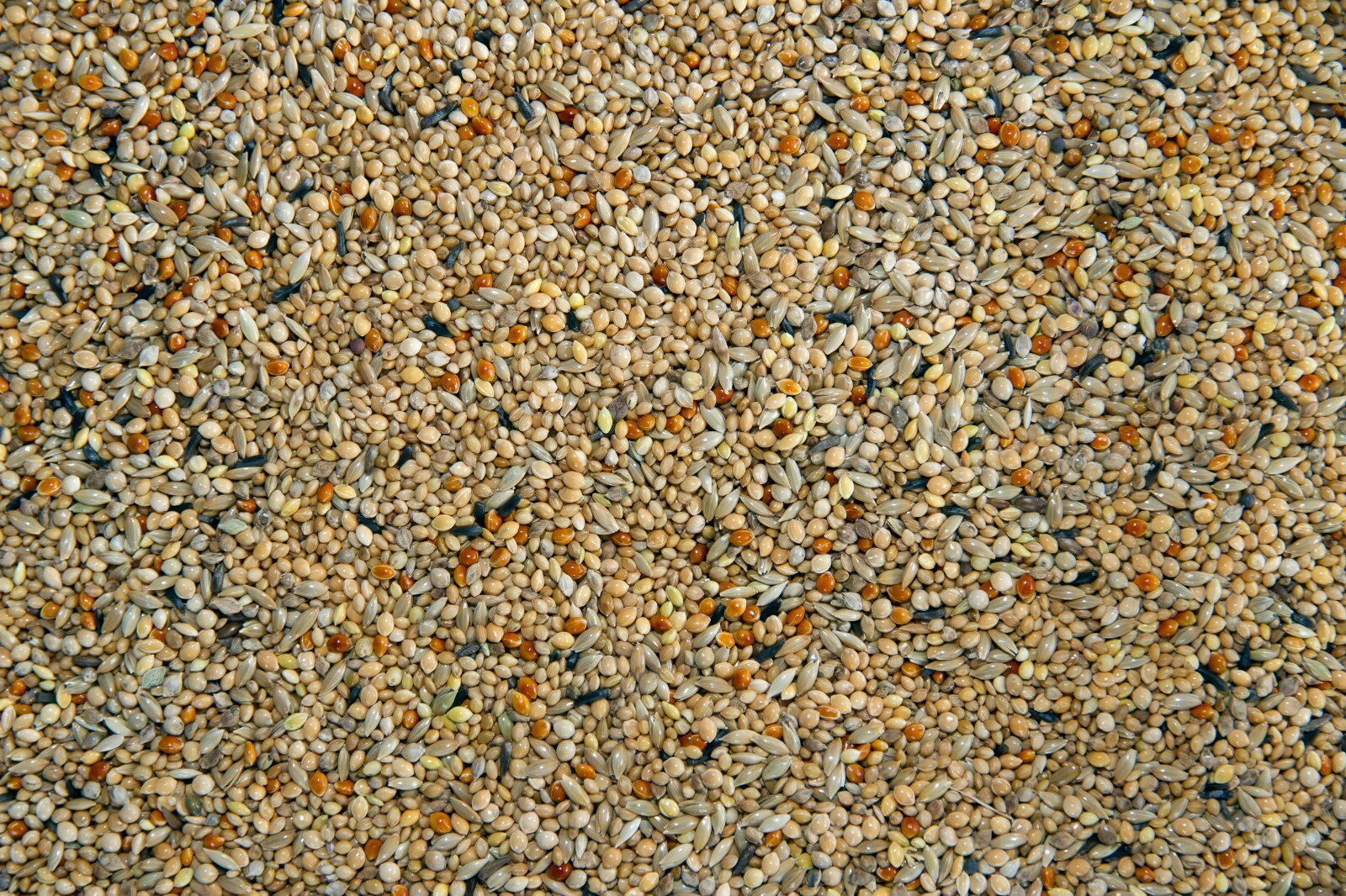 Foreign &Tropical Finch Bird Seed Mix 20kg Niger Mixed Millet Canary ...