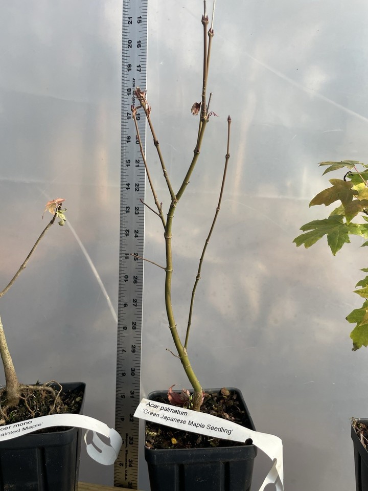 4 Different maples, Painted, Green Japanese Maple, Shantung And Hedge ...