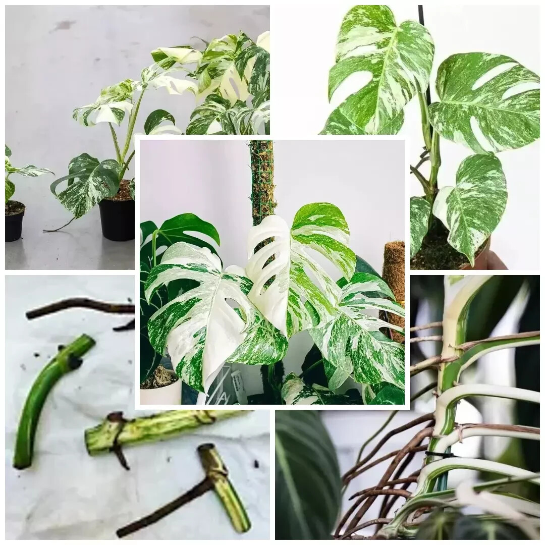 4 free 1 Monstera Albo Rooted Cutting Highly Variegated Halfmoon Nod ...