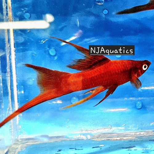 Rare BloodRed Hifin Adult Double Swordtail - 1 Pair - 1M/1F - usa ...