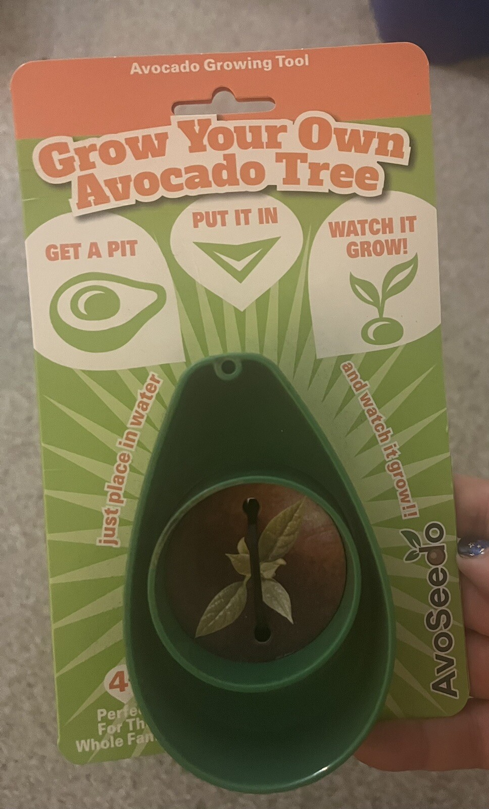 AvoSeedo - Grow Your Own Avocado Tree at Home - Growing at Home is Easy ...