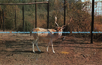 R298675 Buck Deer Chucks Color Lusterchrome Tichnor Bros | eBay