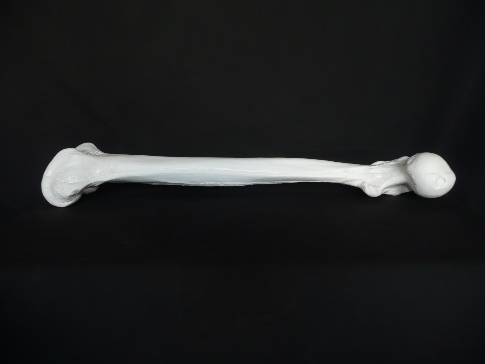 Anatomical Human Femur Bone Model Medical Leg Skeleton Anatomy EBay anatomical-human-femur-bone-model-medical-leg-skeleton-anatomy-ebay
