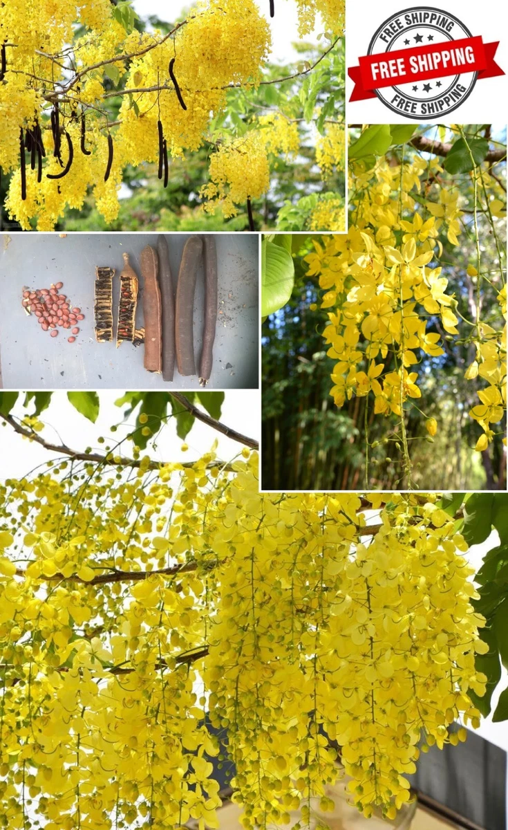 Cassia Fistula