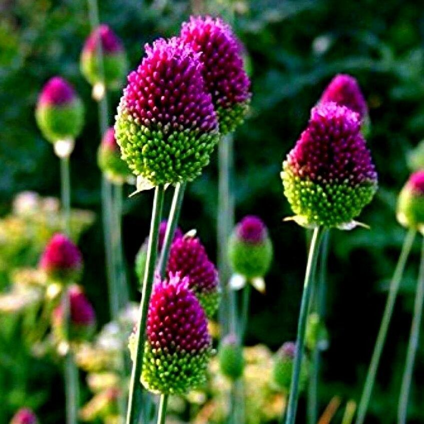 ALLIUMs MIXED GARDEN FIREWORKS SPRING SUMMER FLOWERS ALIUM BULBS ...