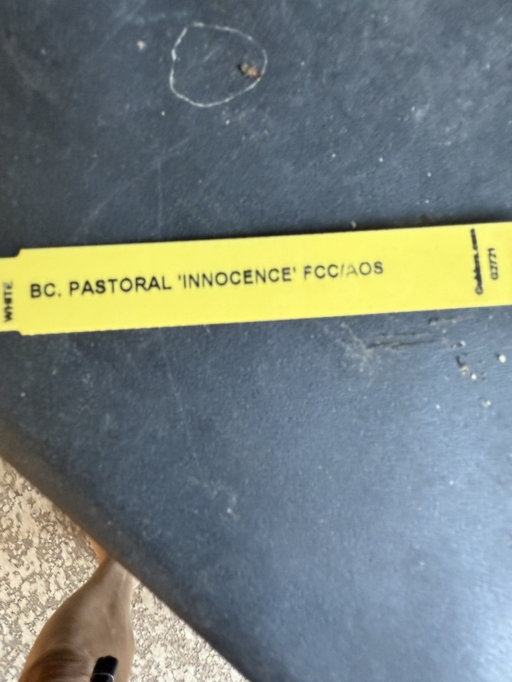 Orchid Plant Bc Pastoral Innocence 4 rooted stem bare root | eBay