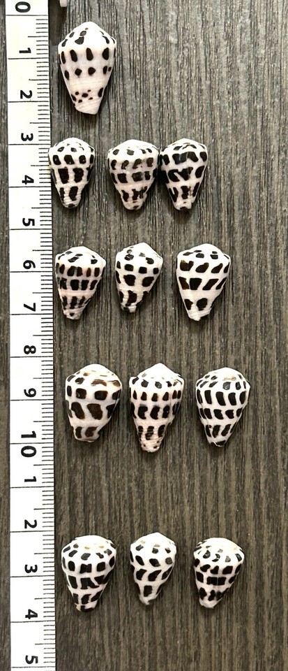 Cone Shell japanese sea Shells of Okinawa 1.5cm to 2.0cm 13pieces | eBay