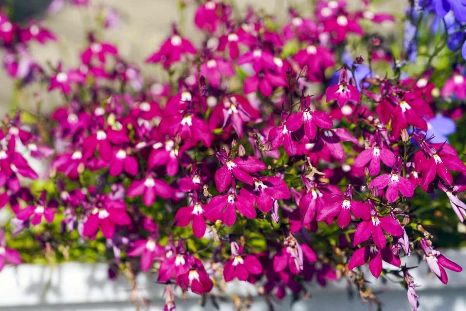 Lobelia se"ds 2000 se"ds Lobelia ampelous Ruby cascade,heirloom organic -944 | eBay