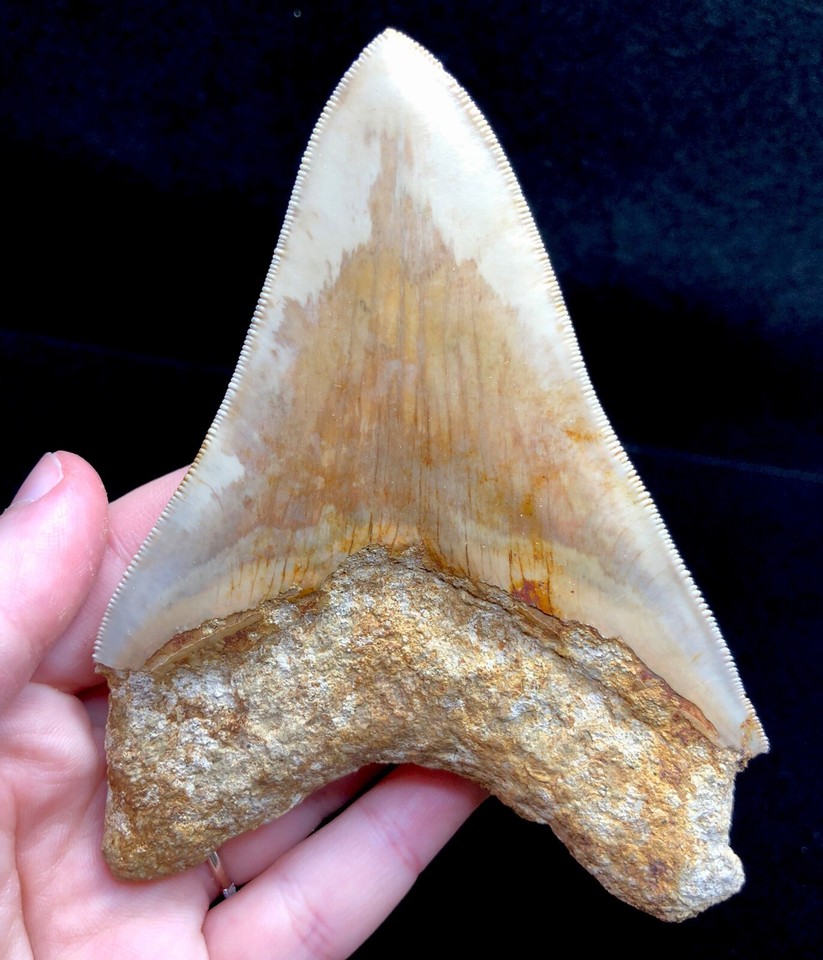 4.3” Colorful Indonesian Megalodon Shark Tooth Fossil Sharks Teeth Meg ...