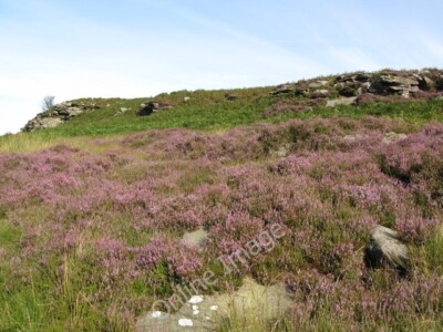 Photo 6x4 Heather below Banno Crags Uppertown/NY8672 c2007 | eBay UK