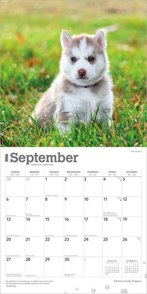 Siberian Husky Puppies | 2026 12x24" (Hanging) Wall Calendar | Plastic ...